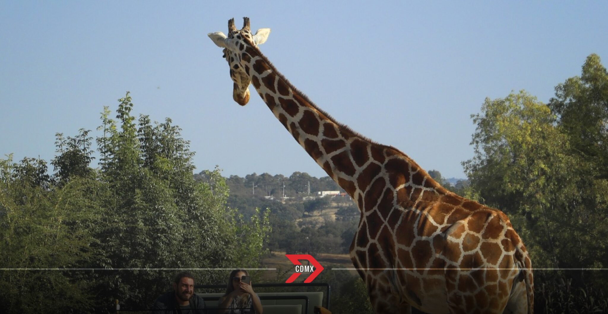 Visita Africam Safari en verano 2025: Costos, horarios y experiencias ...