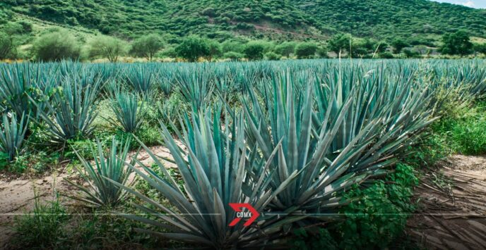 Mundo Mezcal 2025 llega a CDMX: Conoce el Festival del agave, tierra y sazón - Mundo Ejecutivo CDMX
